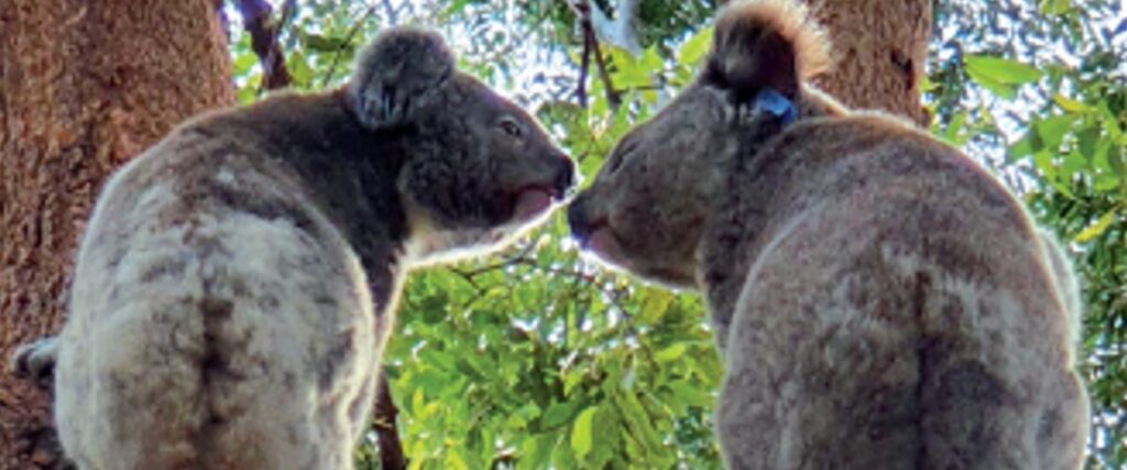 Protecting and caring for koalas in NSW for 50 years