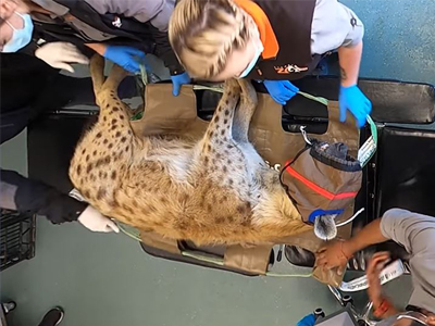 Hyena health check as part of the Sydney Zoo animal welfare program