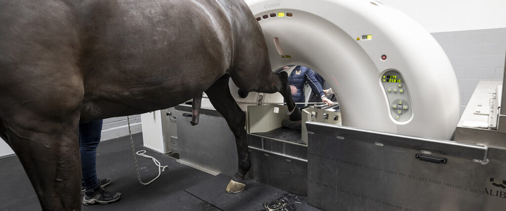 X-ray and CT imaging at REC Equine Specialists